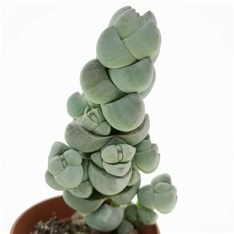 Crassula Plegmatoides 55 Cm Crassulaceae Giromagi Vendita Piante Grasse