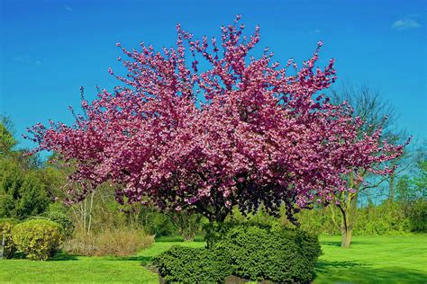 Spring Flowering Pink Tree Photograph By Sally Weigand Pixels