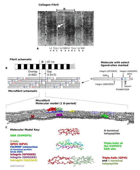Collagen Structure