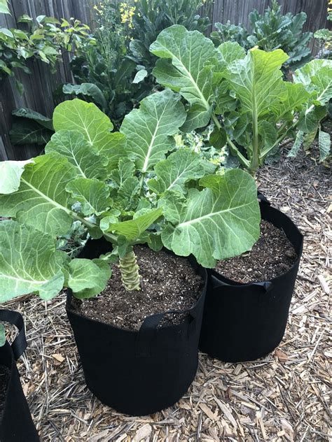 How To Grow Purple Tree Collards A Complete Guide