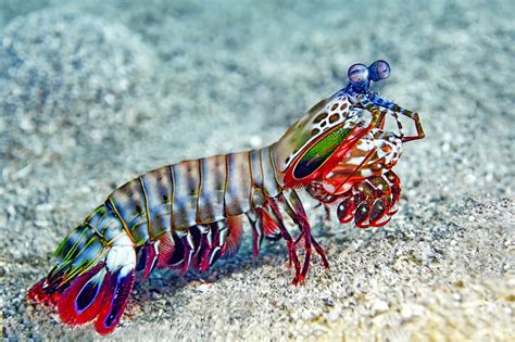 What Colors Do Shrimp See Foodly Magazine 1 Food And Gastronomie