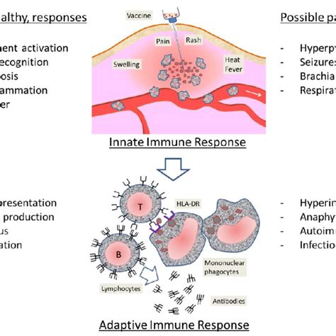The Who Algorithm For Causality Assessment Of Aefi With The Indicated