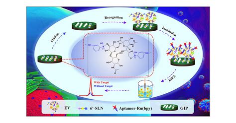 An Electrochemiluminescent Sensor Based On Glycosyl Imprinting And Aptamer For The Detection Of