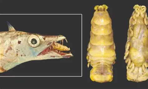 New Parasitic Species Found In Bay Of Bengal By Zsi Researchers