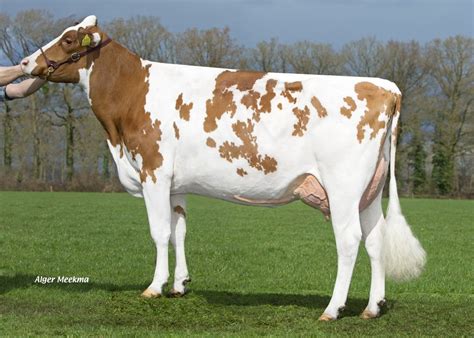 Eragon Red P — Intermizoo