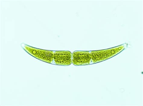 ミカヅキモとは ミカヅキモ 動くのか Tyzd