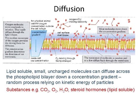 Quiz On Functions Of Components Of Cell Membrane