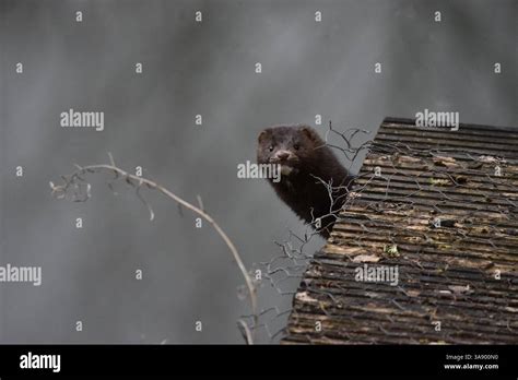 American Mink Neovison Vison Looking Directly At Camera Right Of