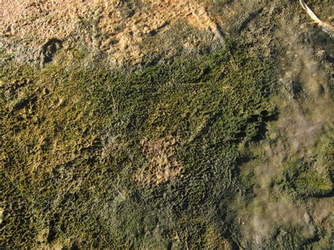 Microbial Mat Alchetron The Free Social Encyclopedia