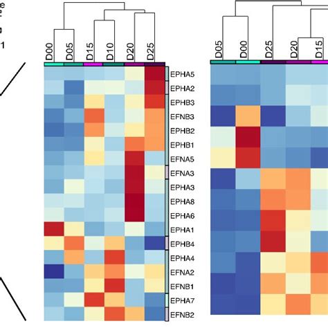 Pathway Analysis Of Gene Expression Differences From Pscs Through Early