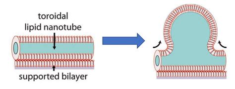 Heating Up The Debate New Findings In Protocell Evolution Advanced Science News