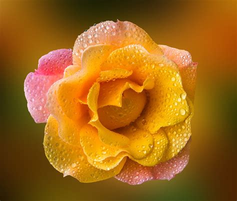 Gambar Bunga Mawar Pink Gambar Ngetrend Dan Viral