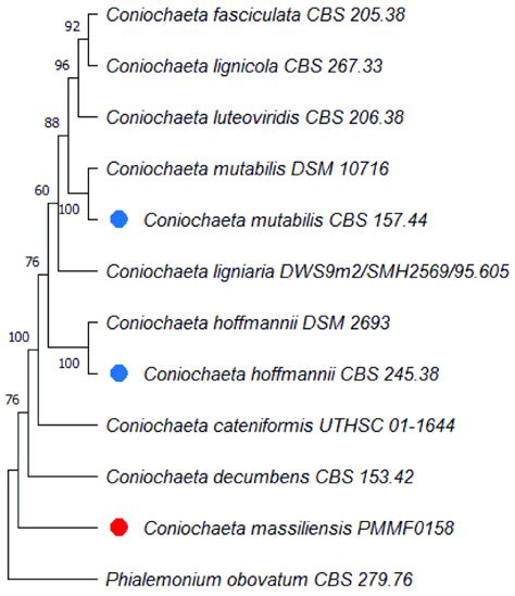 Multilocus Phylogenetic Tree Of The Newly Isolated Species Coniochaeta Download Scientific