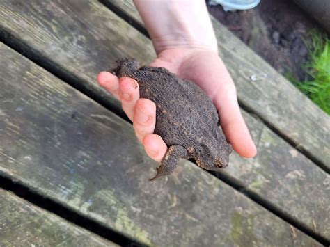 This Is Probably The Fattest Common Toad Ive Ever Found Helga She Is