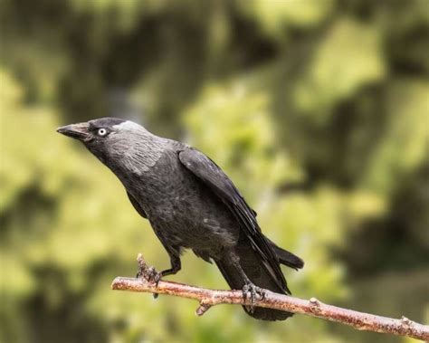 Decoding Dead Crow Meaning What Does It Truly Mean