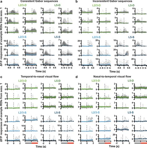 A Δff Response Traces To Each Consistent Gabor Sequence Gray For