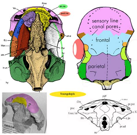 Kenichthys And Youngolepis