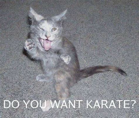 funny_cats_a_023 | John C Bullas BSc MSc PhD MCIHT MIAT | Flickr
