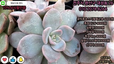 예쁜 다육이들 소개합니다~예쁜데 10할인까지~다육식물 Succulent 多肉植物 Youtube