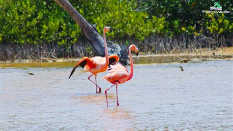 Celestún Yucatán Tour Y Visita Al Santuario De Flamingos Manglares Y Naturaleza