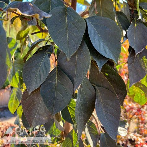 20 Styrax Japonicus Nightfall Weeping Japanese Snowbell