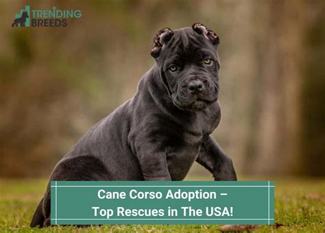 Cane Corso Adoption Top 13 Rescues In The Usa 2023
