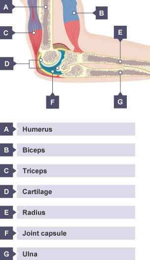 Four Important Synovial Joints Skeletal System Ocr Gcse Physical