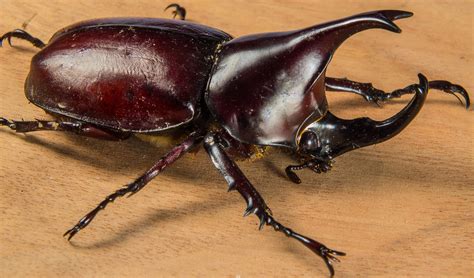 Rhinoceros Beetle Hd Wallpapers