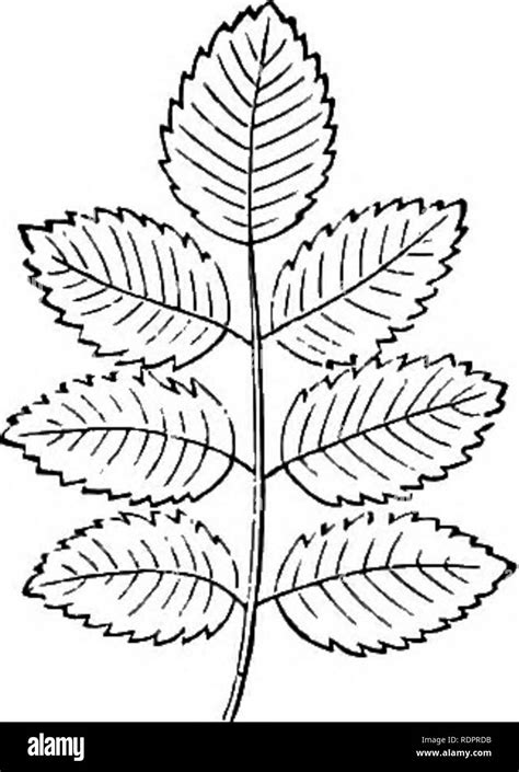 Trifoliate Compound Leaf