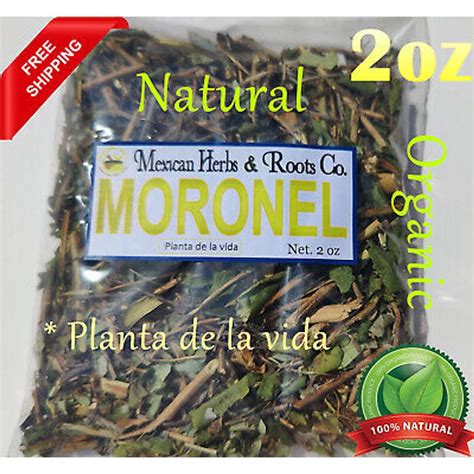 Moronel Planta De La Vida Te De Moronel Moronel Organico Hierba Mexicana Online Marketplace