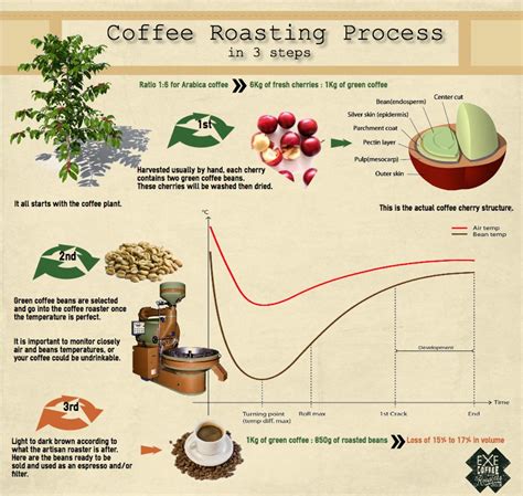 Coffee Roasting Process Infographic Artofit