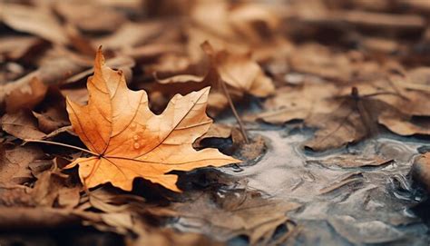 Premium Photo Fallen Leaf Dry Fall Leafy And Falling