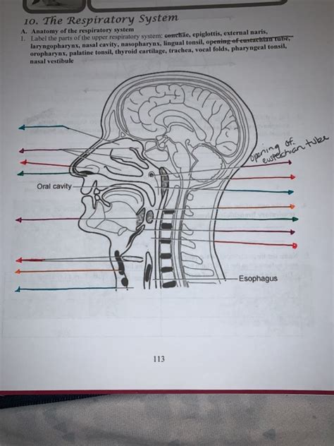 Solved The Respiratory System A Anatomy Of The Chegg