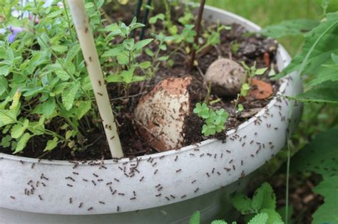 The Soul Of A Gardener Sequel To A Year In The Garden Incredible Beauty Explosive Sex And