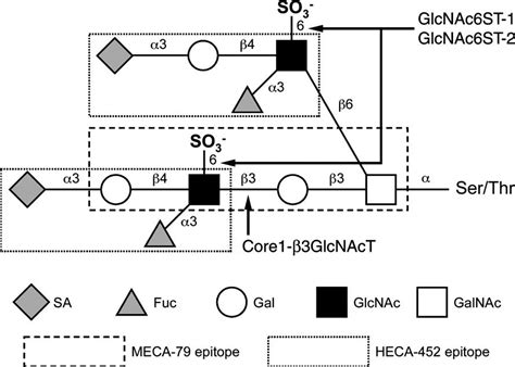 L Selectin Ligands Expression In Human Fallopian Tube Epithelia Of