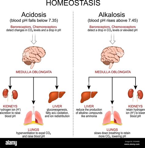 Homeostasis Ph Regulation Alkalosis When Blood Ph Rises Above Normal