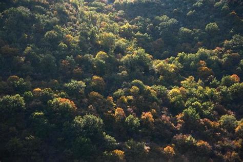 Fall Treeline Stock Photos Images And Backgrounds For Free Download