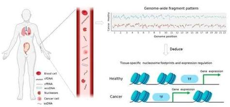 Cell Free Dna Fragmentomics The Novel Promising Biomarker