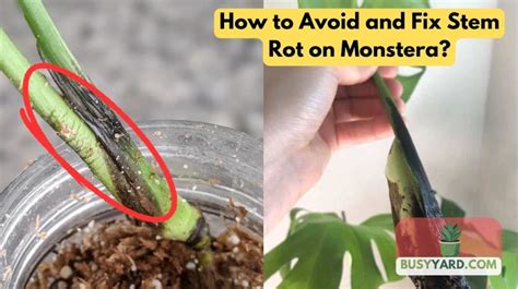 How To Avoid And Fix Stem Rot On Monstera Busyyard