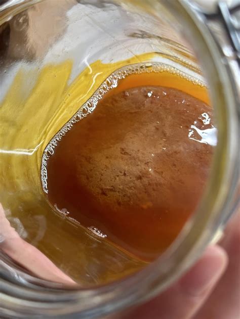 Is My Scoby Dead Rkombucha