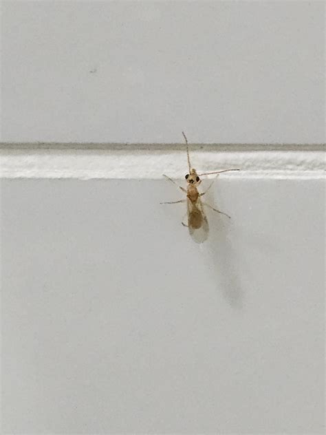 Lil Guy About 1 Cm Long R Whatsthisbug