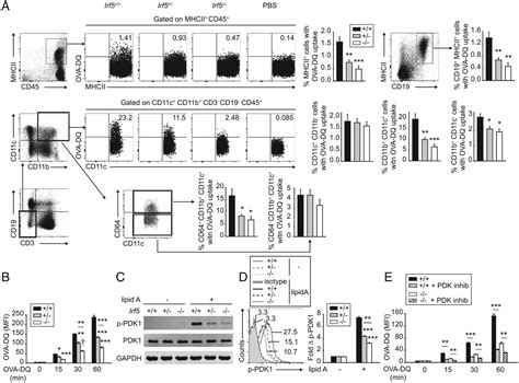 Myeloid Cell Intrinsic Irf5 Promotes T Cell Responses Through Multiple Distinct Checkpoints In