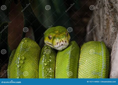 Green Tree Python Teeth
