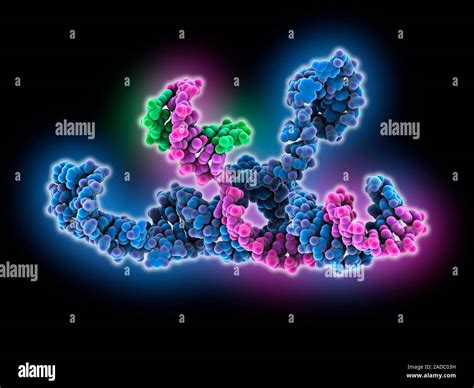 Crispr Cas9 Rna Dna Complex Computer Model Showing A Guide Rna