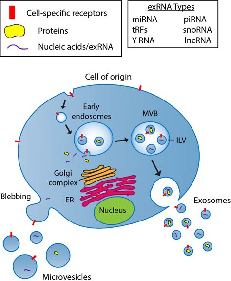 Extracellular Rnas As Potential Biomarkers For Cancer Exosome Rna