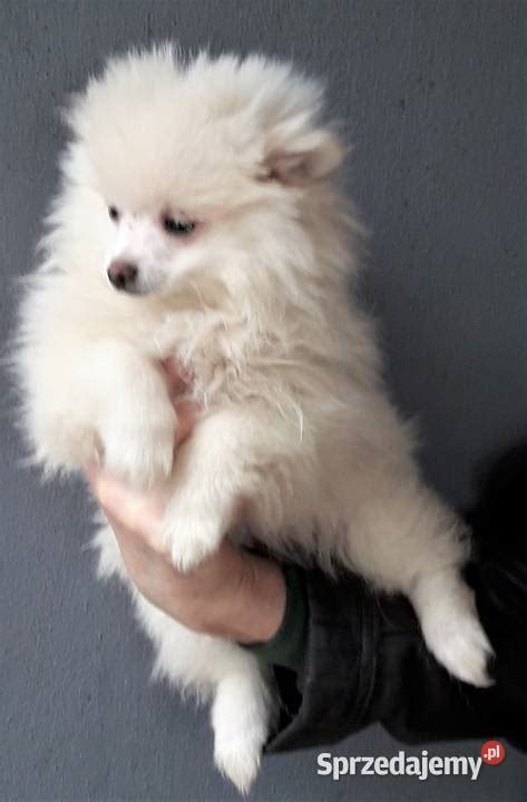 Piękna Sunia Szpic Miniaturowy Tuszyn Sprzedajemypl