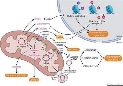 Mitochondrial Signalling And Homeostasis From Cell Biology To