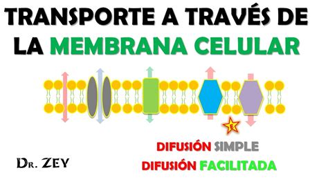 Transporte Pasivo Passiver Transport Definition And Beispiele Nnkhc