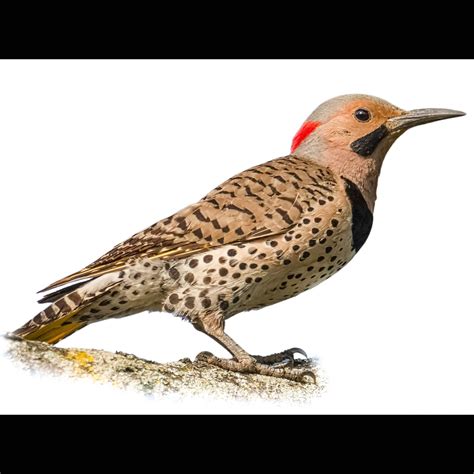 Northern Flicker Colaptes Auratus Identification Birda