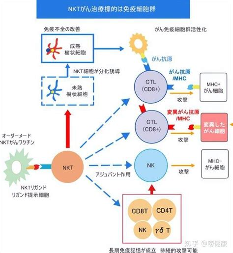 癌友们都听过的「免疫细胞治疗」是什麼？ 知乎
